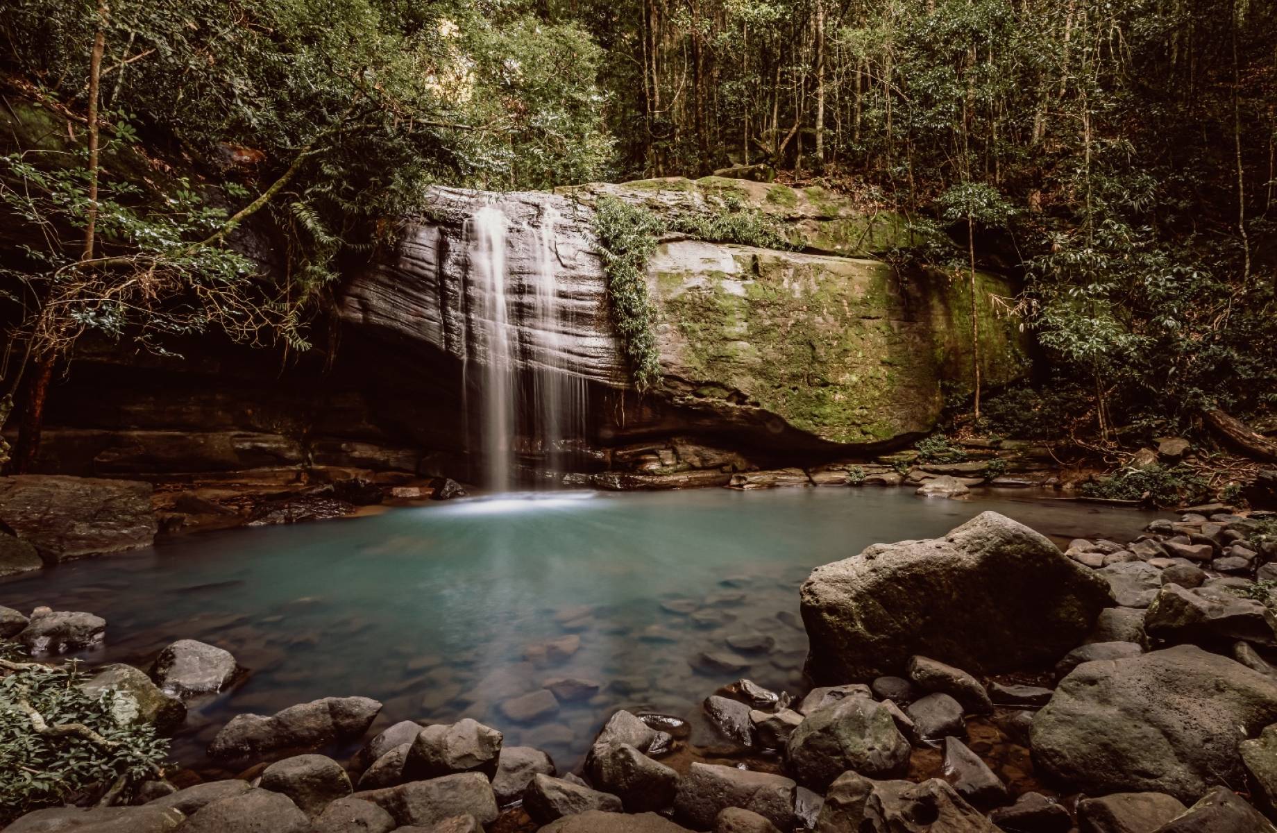 Discover Buderim Forest Park – SOL by Walker